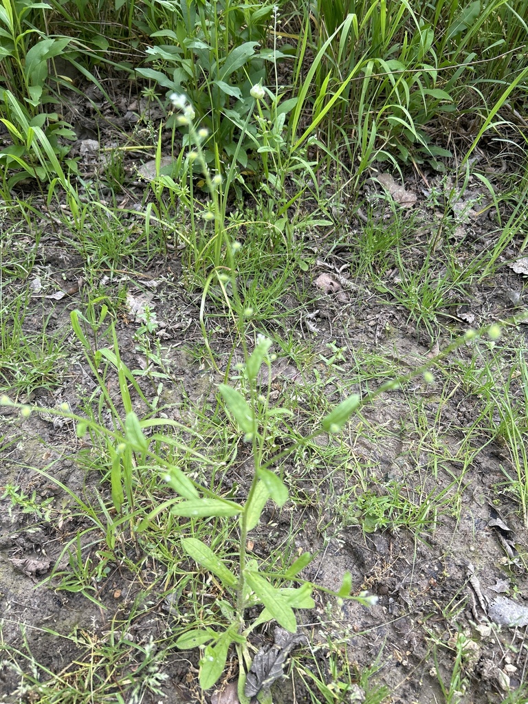 large-seeded forget-me-not from Bexar St, Dallas, TX, US on March 30 ...
