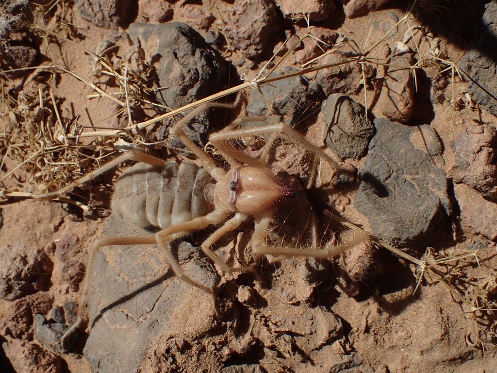 Scorpion-Spiders from Errachidia, Marokko on April 8, 2017 at 02:25 PM ...