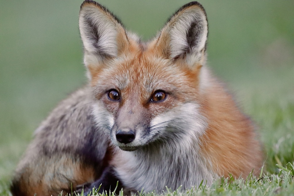 Red Fox from Cave Hill Cemetery, Louisville, KY, US on March 29, 2024 ...