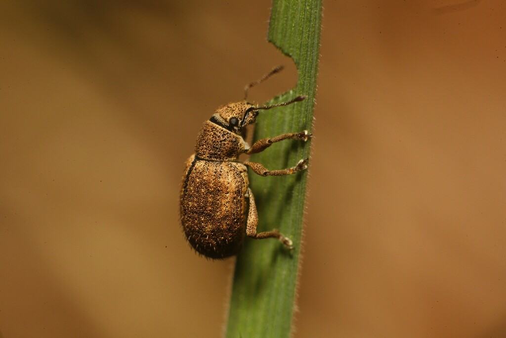 Nut Leaf Weevil from 6330 Padborg, Dänemark on March 30, 2024 at 01:26 ...