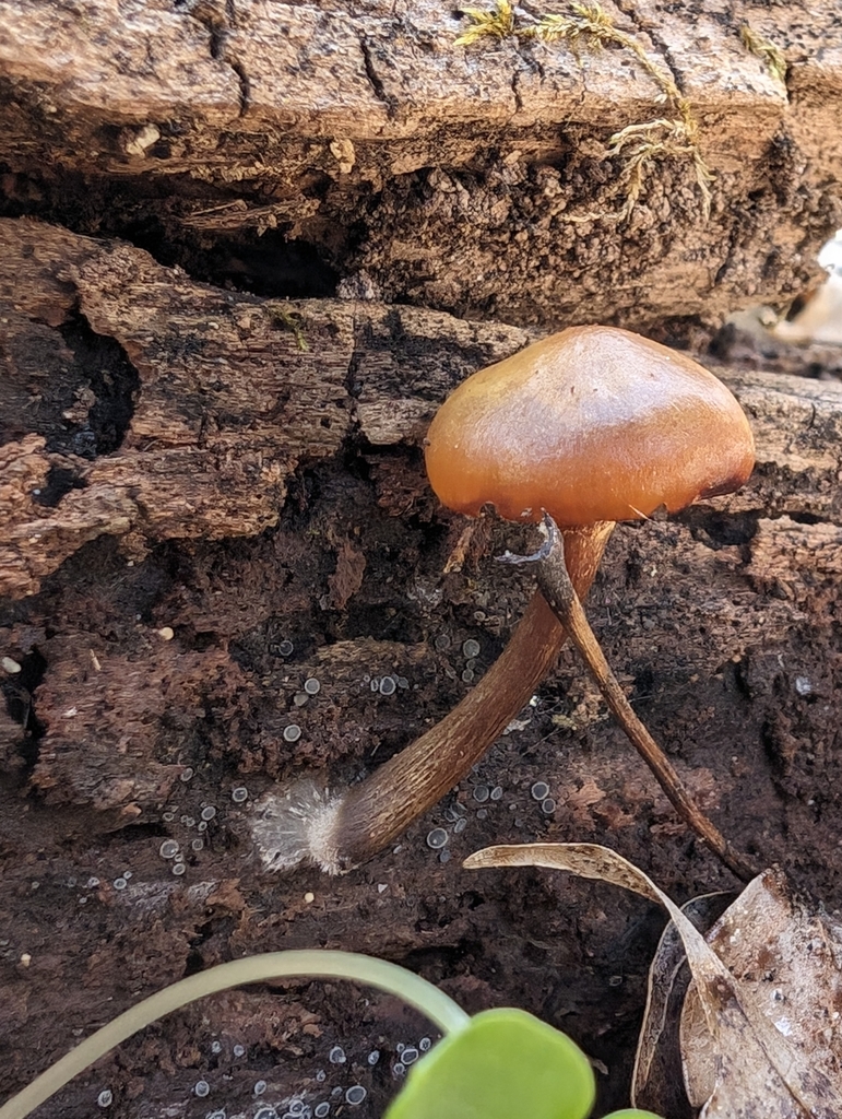 Funeral Bell from Indianapolis, IN 46216, USA on March 30, 2024 at 12: ...