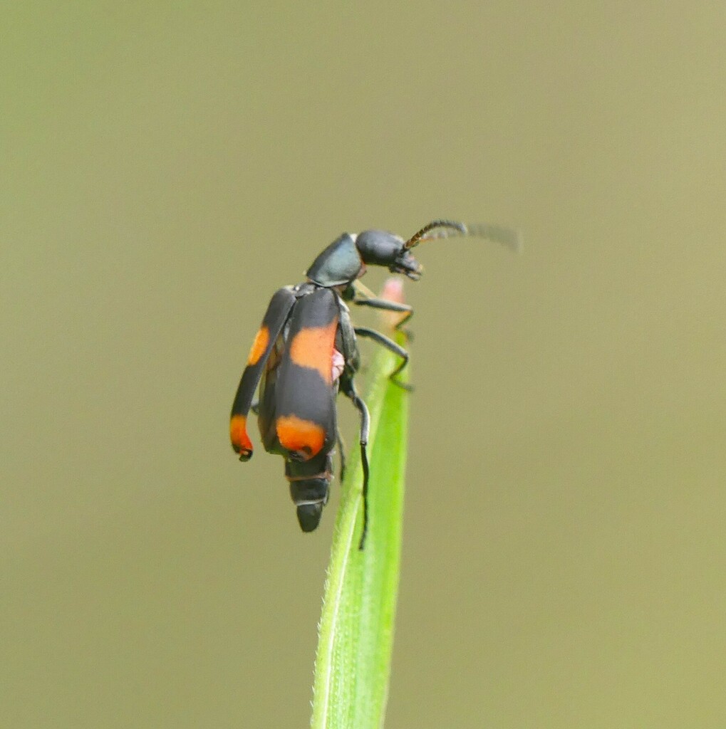 Anthocomus fasciatus from Darmstadt-West, Darmstadt, Deutschland on ...