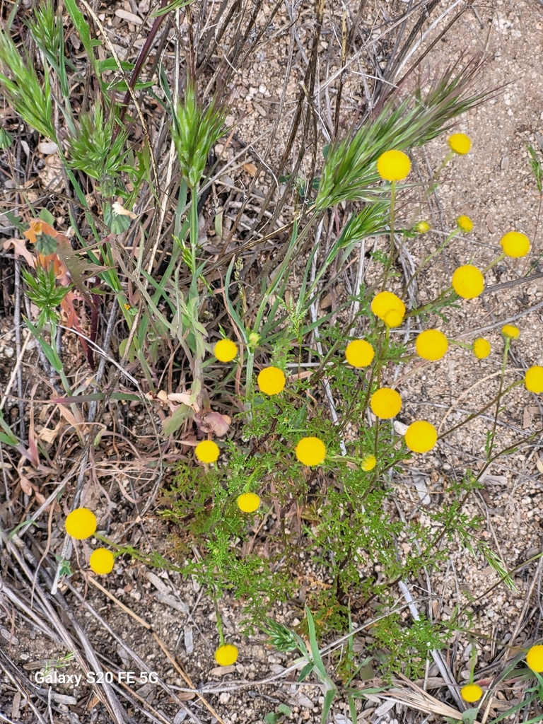 stinknet from Oro Valley, AZ 85755, USA on March 30, 2024 at 08:38 AM ...