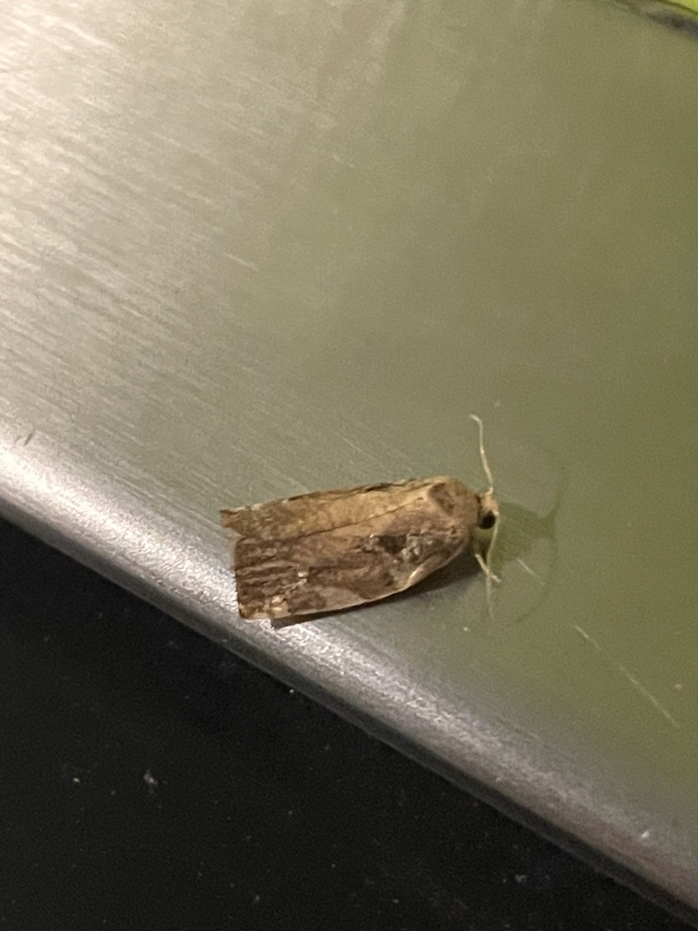 Archips from The University of South Florida, Saint Petersburg, FL, US ...
