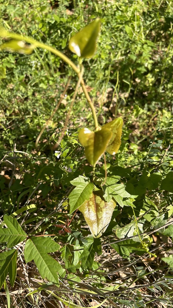 eastern poison ivy from San Antonio, TX, US on March 28, 2024 at 05:19 ...