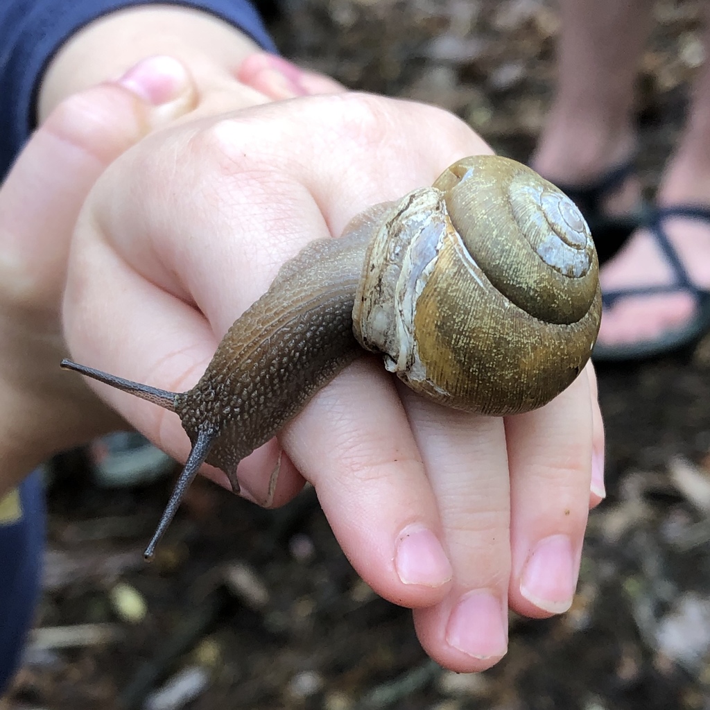Grand Globe Snail from Great Smoky Mountains National Park, Cosby, TN ...