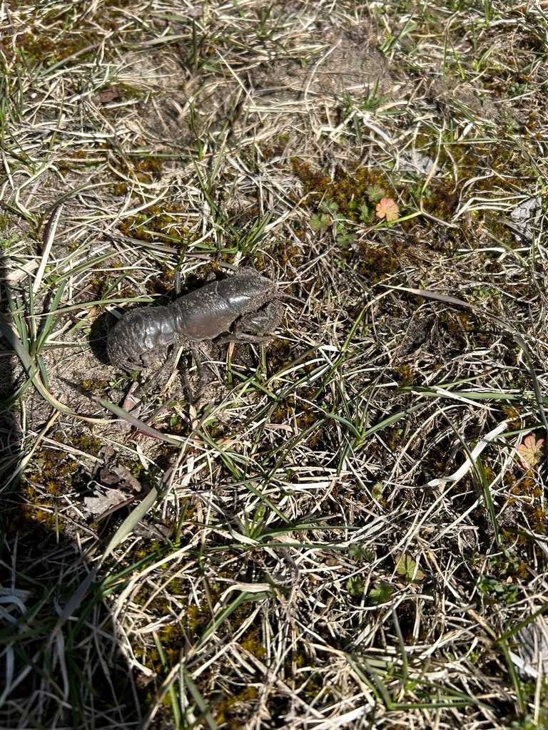 Digger Crayfish in March 2024 by ladderley. Crayfish came out of hole ...