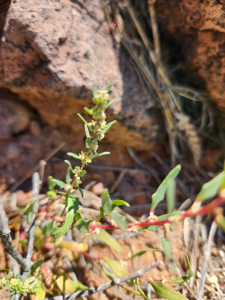 Nuttall's Povertyweed from Pima County, AZ, USA on March 29, 2024 at 11 ...