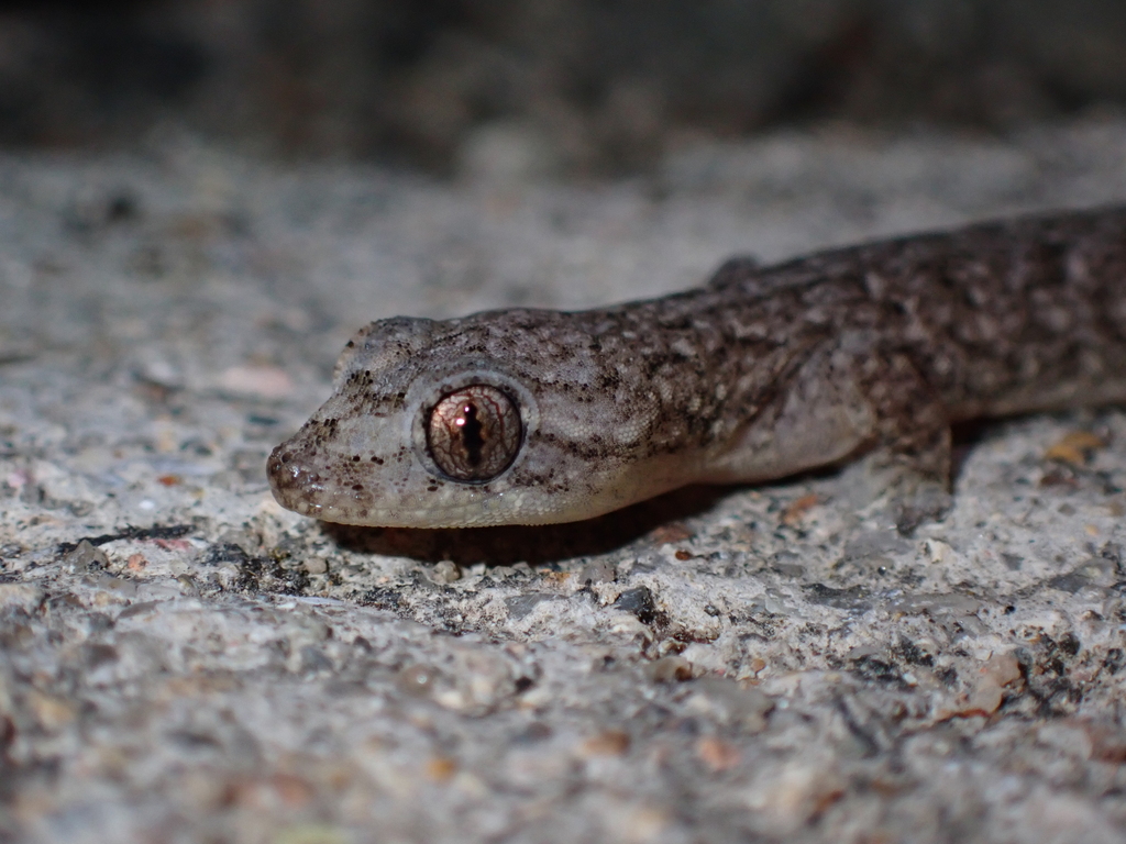 Hong Kong Slender Gecko in March 2024 by oliver_lch · iNaturalist