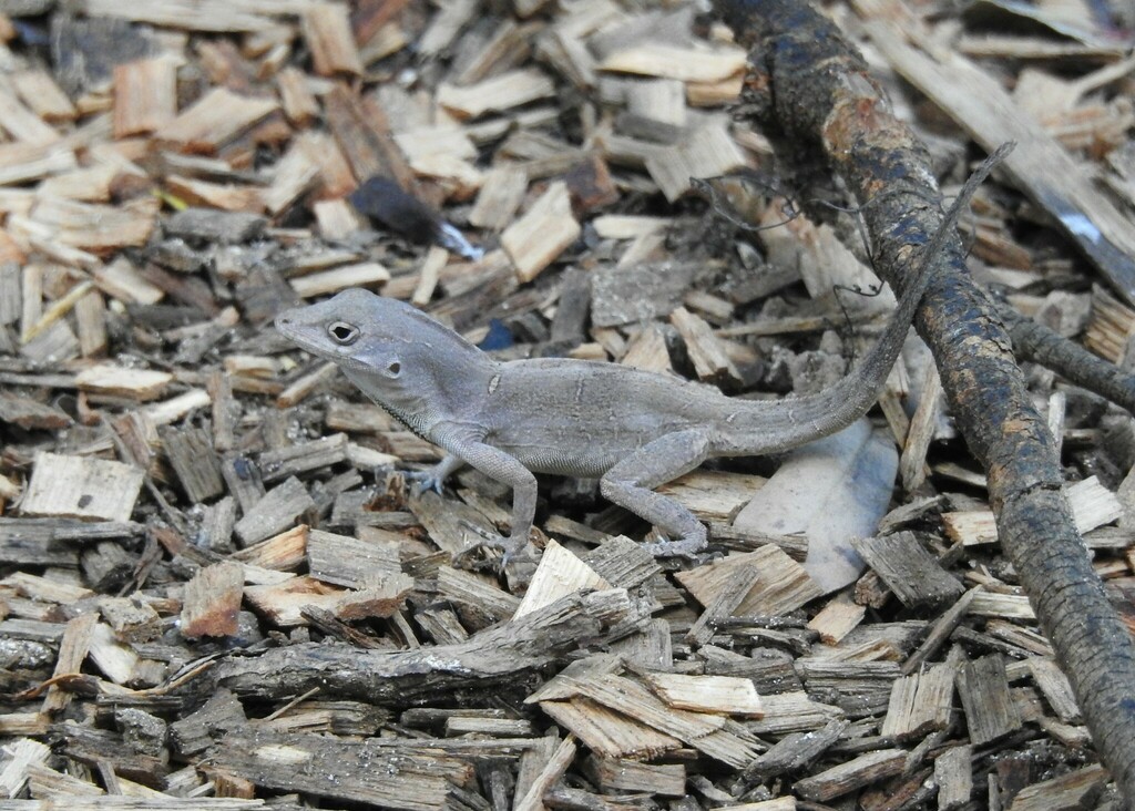 Brown Anole from Leon Levy Native Plant Preserve, Banks Rd, Governor's ...