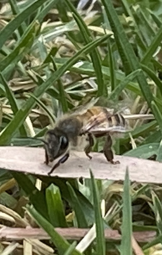 Western Honey Bee from Cerrada 3, Tlalpan, CDMX, MX on March 30, 2024 ...