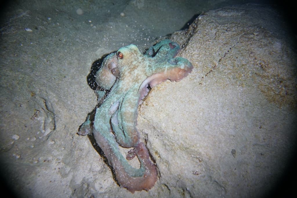 Caribbean Reef Octopus from The Bahamas on 18 March, 2019 at 09:19 PM ...