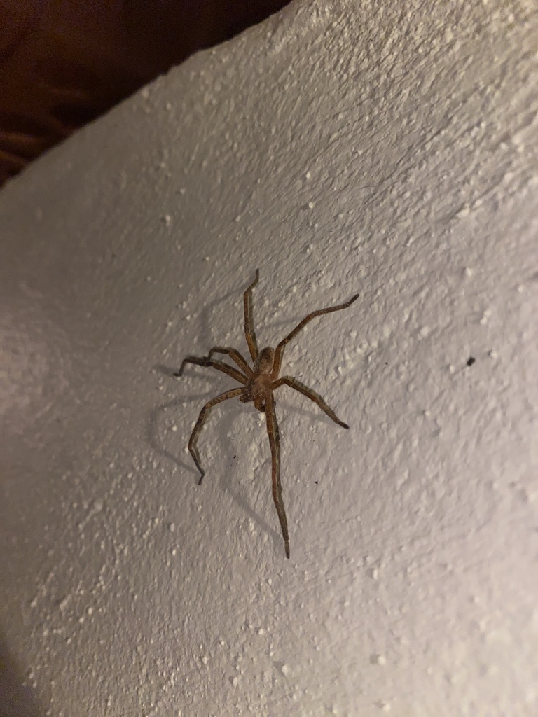 Pantropical Huntsman Spider from Mazamitla, Jal., MX on March 30, 2024 ...