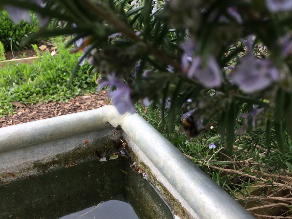 Bumble Bees from Alexandra Park, Bath, England, GB on April 27, 2019 at ...