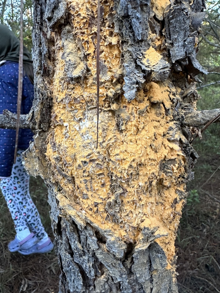 Pine-oak gall rust from Brunswick, GA, US on March 30, 2024 at 07:44 AM ...