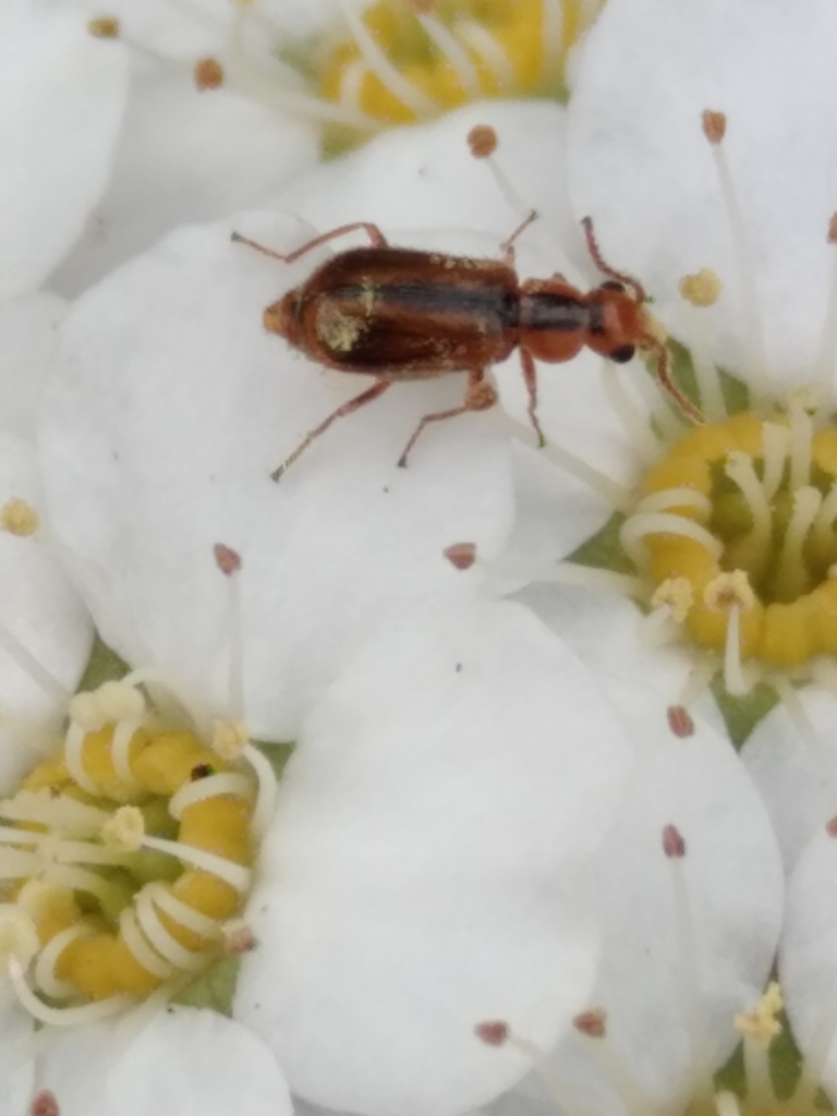 Attalus scincetus from Norman, OK 73071, USA on March 30, 2024 at 12:36 ...