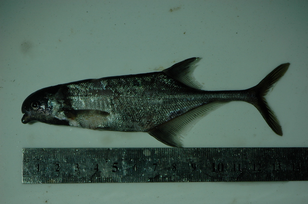 (Marcusenius thomasi) - Marine Life Identification