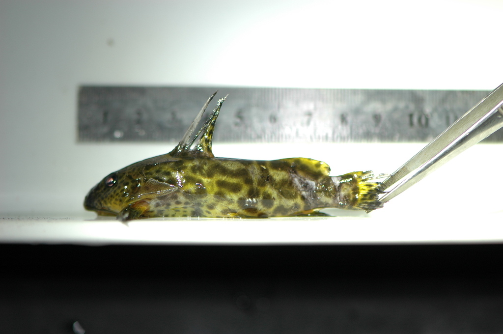 Squeakers from Koinadugu, Sierra Leone on February 12, 2018 at 01:42 AM ...