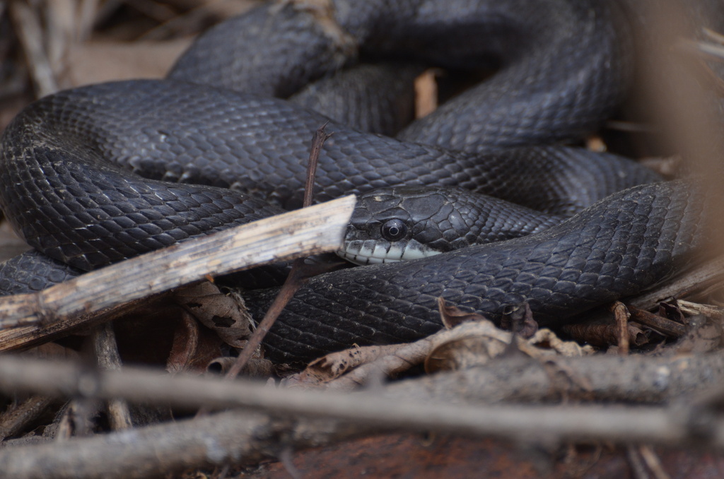 Eastern/Gray Ratsnake Complex from Potomac Heritage National Scenic ...