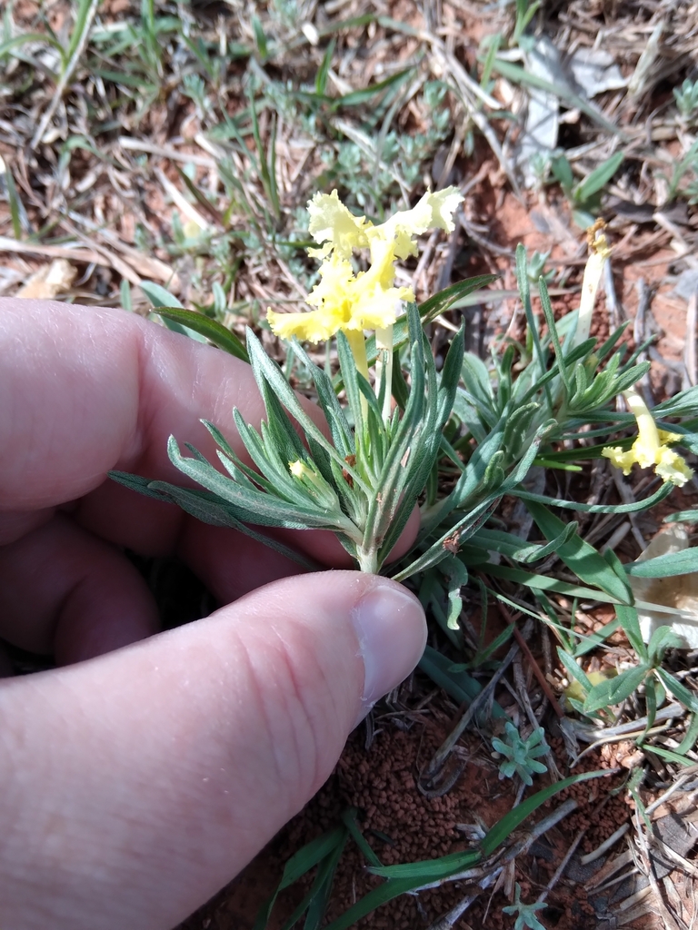 narrowleaf puccoon from Norman, OK 73071, USA on March 30, 2024 at 11: ...