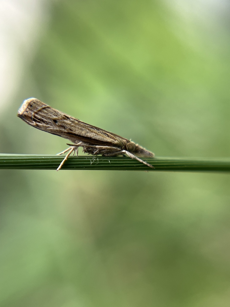 Carpet-grass Webworm Moth from NW 79th Pl, Miami Lakes, FL, US on March ...