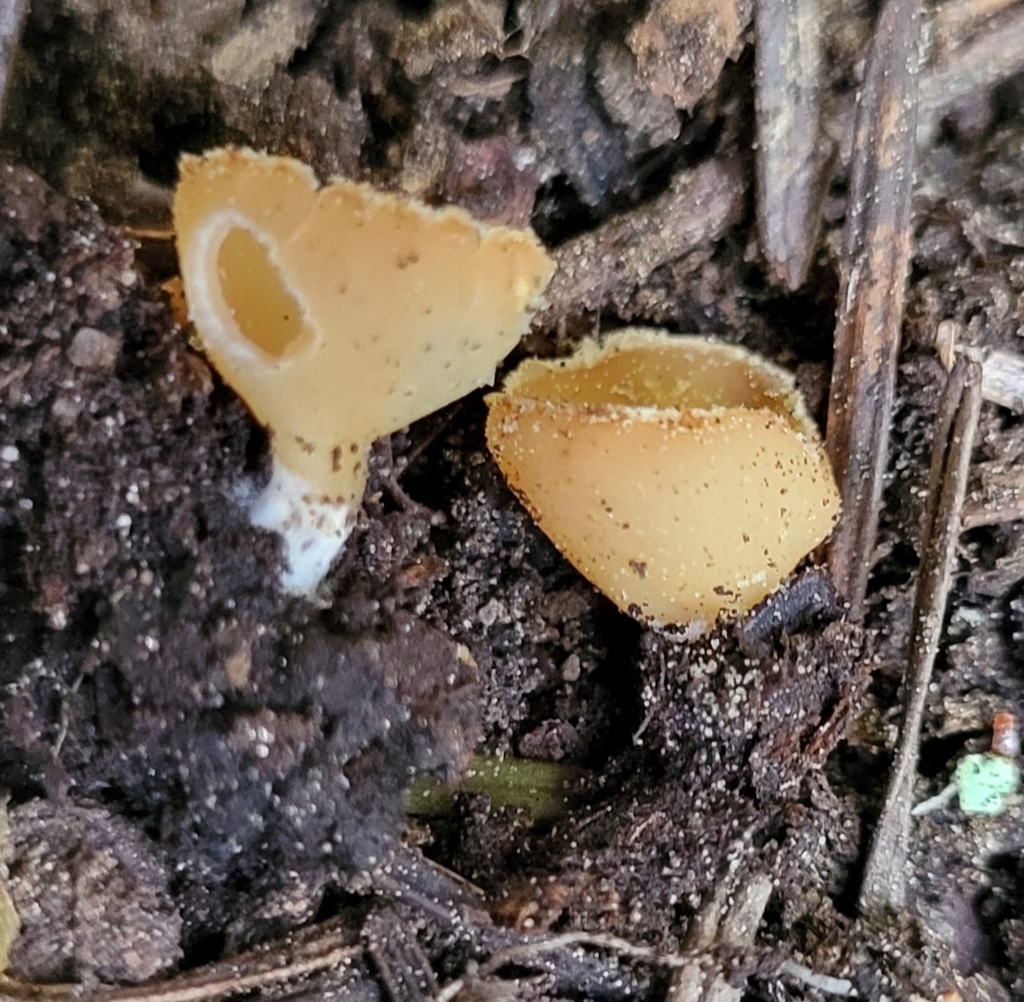 Geopyxis from Friday Harbor, WA 98250, USA on March 30, 2024 at 10:13 ...