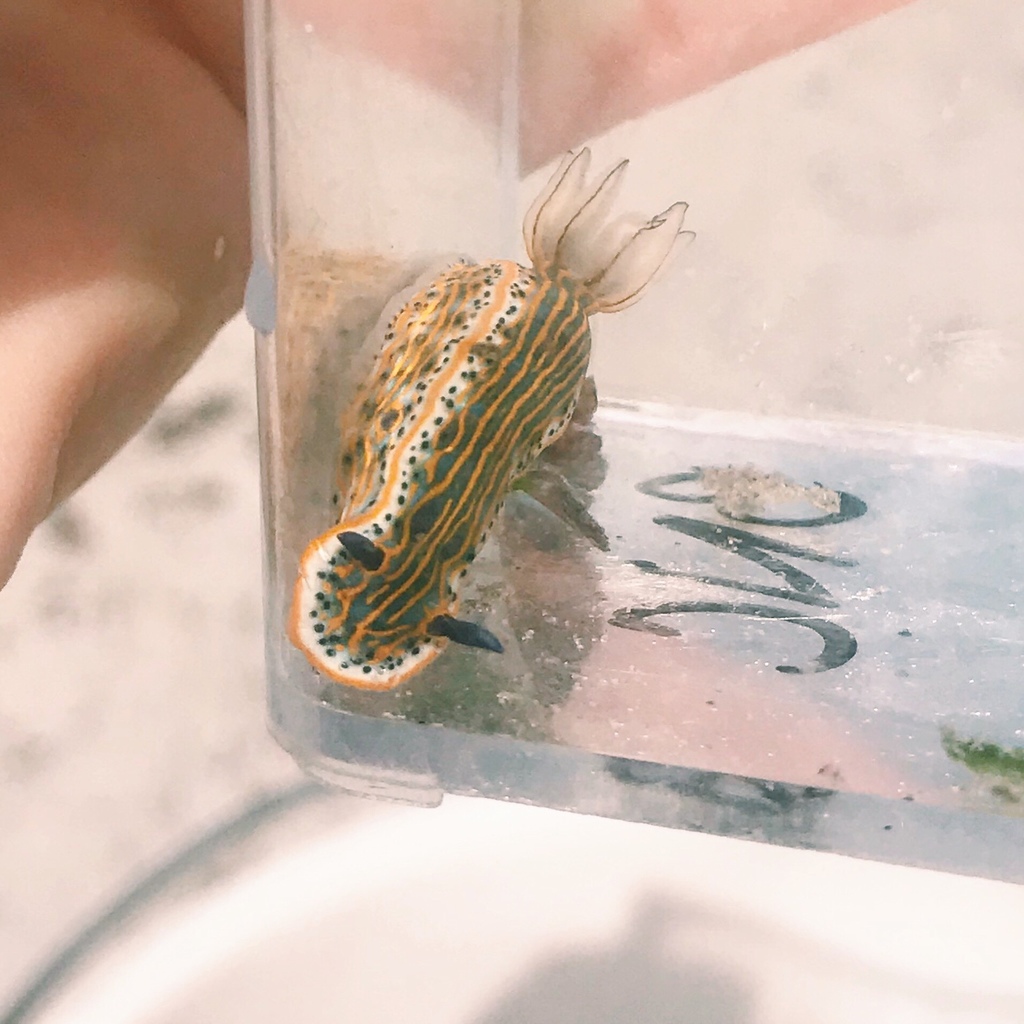 Black-spotted Sea Goddess (Nudibranchs of the Eastern United States ...