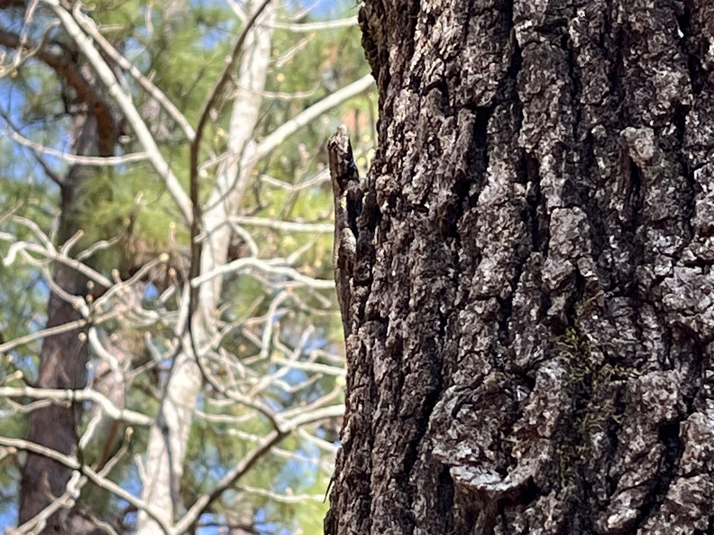 Eastern Fence Lizard from Fort Bragg Rd, Southern Pines, NC, US on ...