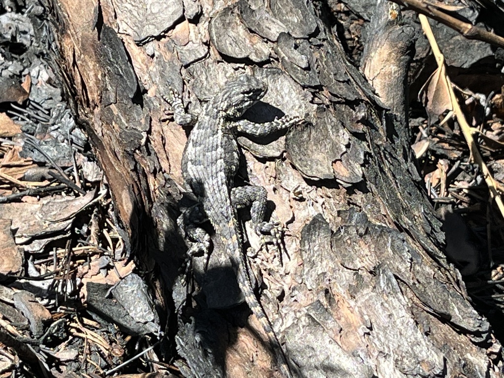 Eastern Fence Lizard from Bower's Bog Trail, Southern Pines, NC, US on ...