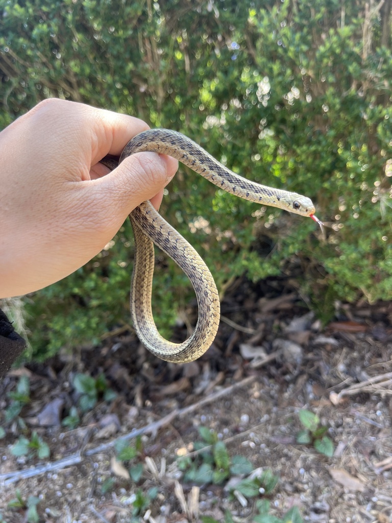 Common Garter Snake in March 2024 by diomedea_exulans_li · iNaturalist