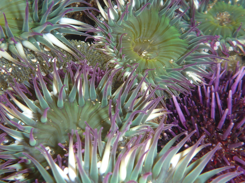 Aggregating Anemone (Multi-Agency Rocky Intertidal Network ) · iNaturalist