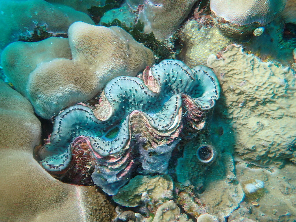 Small Giant Clam in May 2022 by krisetw · iNaturalist