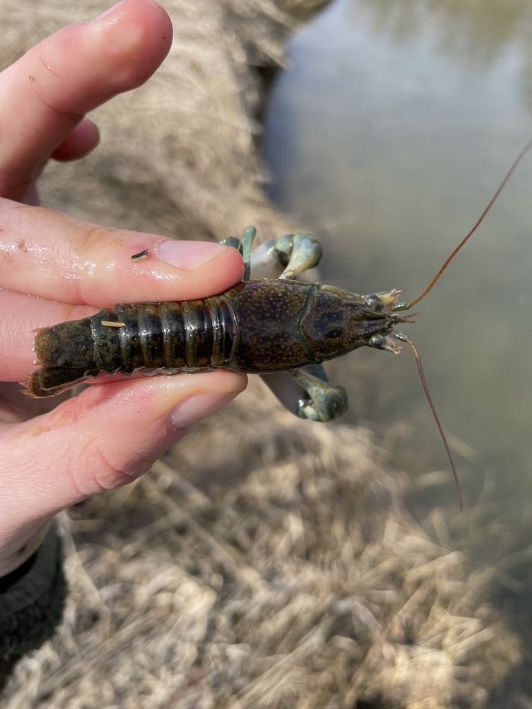 Rusty × Northern Clearwater Crayfish from Line 87, North Perth, ON, CA ...