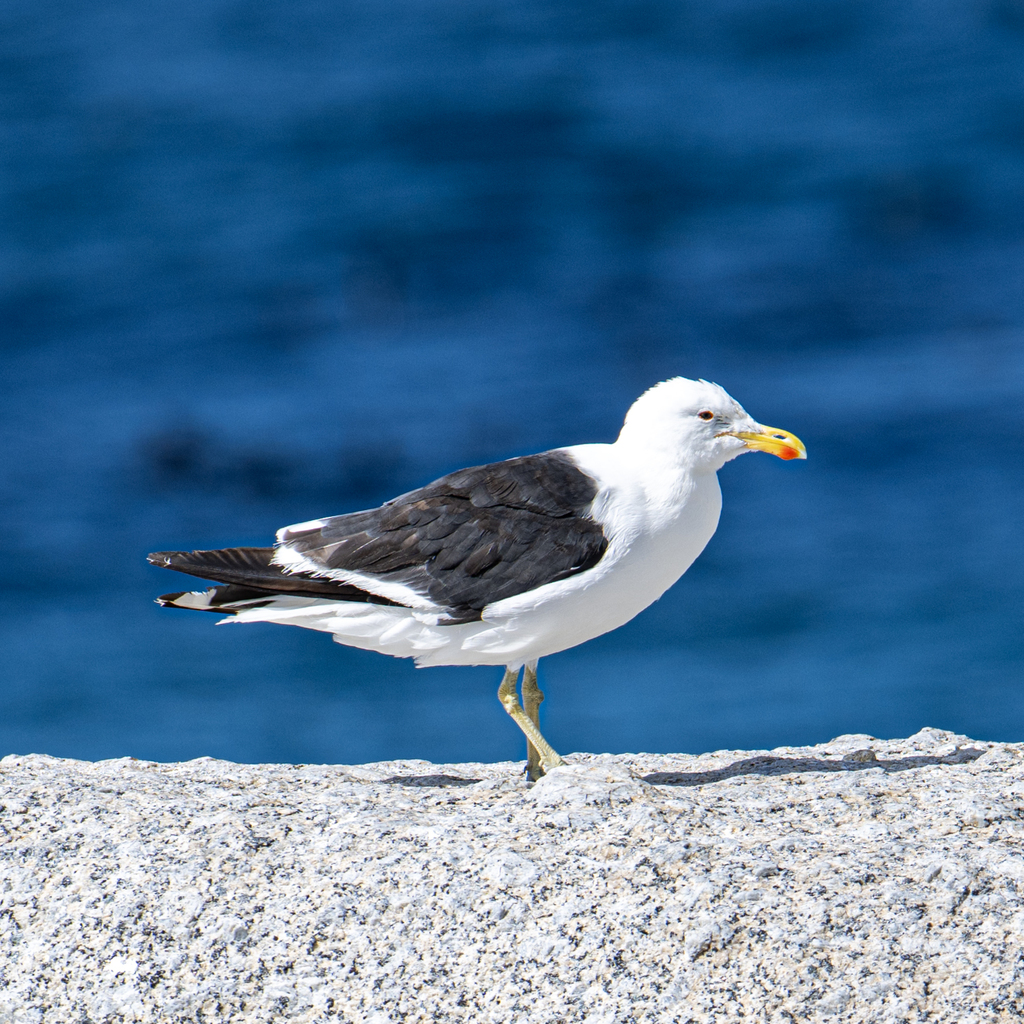 Cape Gull from Simon's Town, Cape Town, ZA-WC, ZA on March 13, 2024 at ...