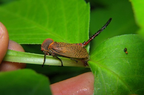 Darthula hardwickii · iNaturalist