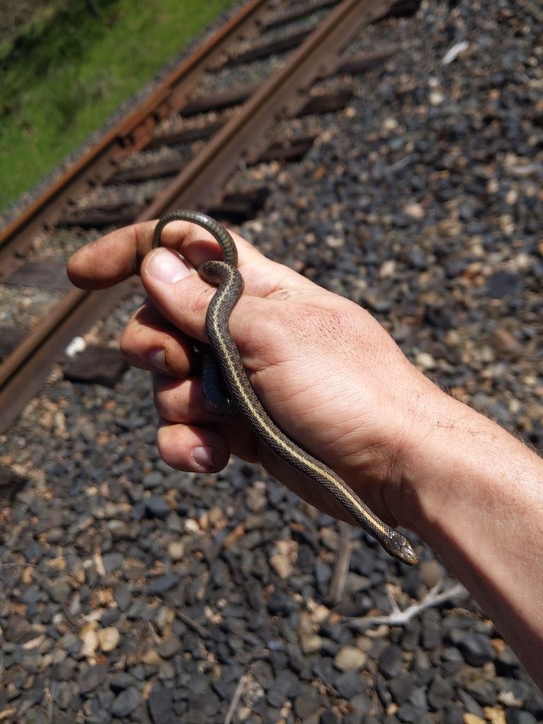 Northwestern Garter Snake in March 2024 by Jonathan Hakim · iNaturalist