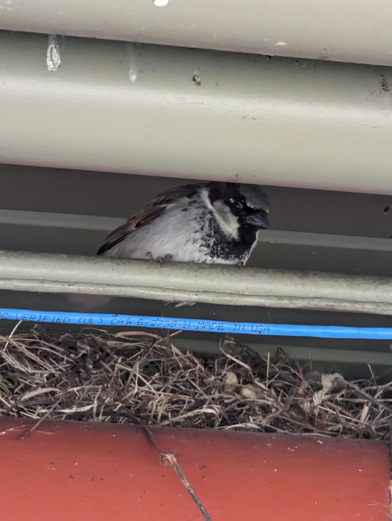 House Sparrow from Arcata, Arcata, CA 95521, USA on March 15, 2024 at ...