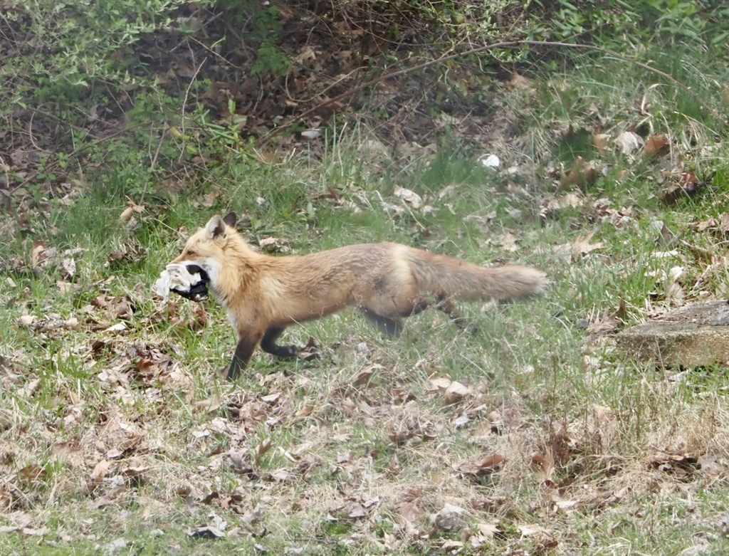 Red Fox from Greater Fairfax, Fairfax, VA, US on March 30, 2024 at 11: ...