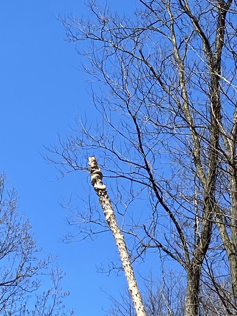 spikenards from Van Cortlandt Park, New York, NY, US on March 30, 2024 ...
