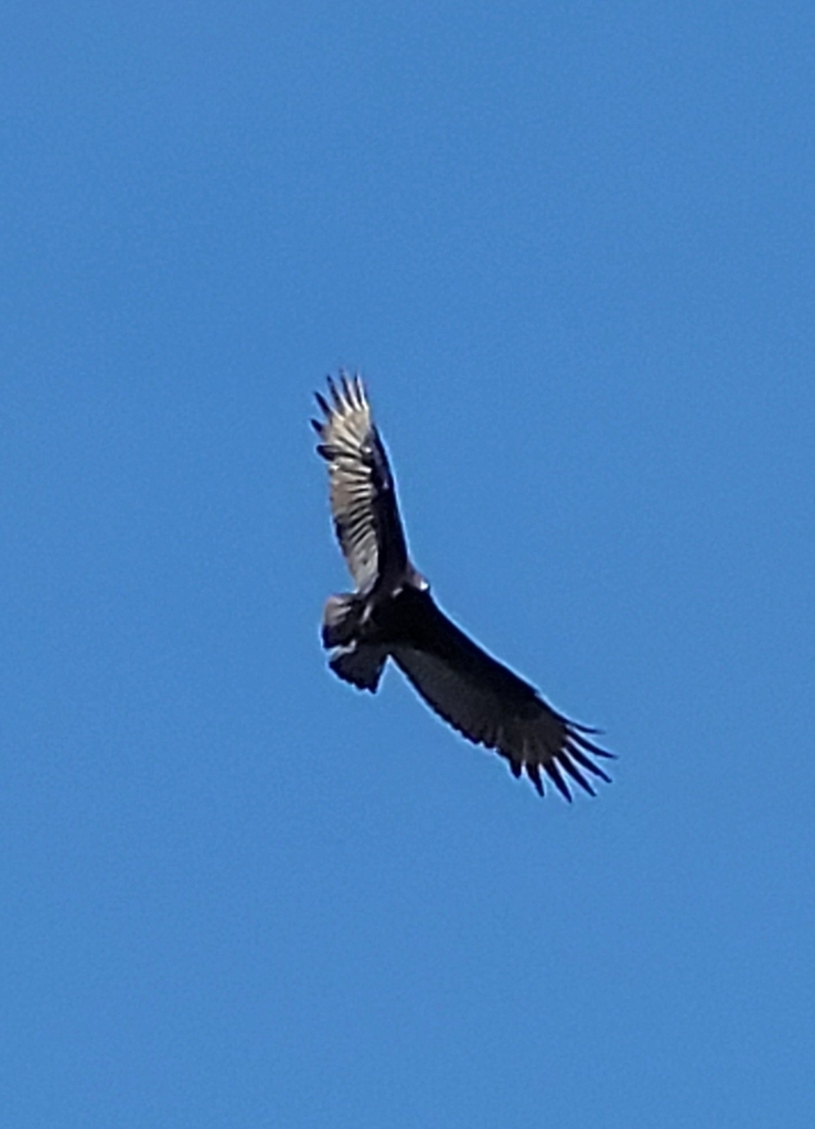 Turkey Vulture from Little Rock, AR 72223, USA on March 30, 2024 at 01: ...