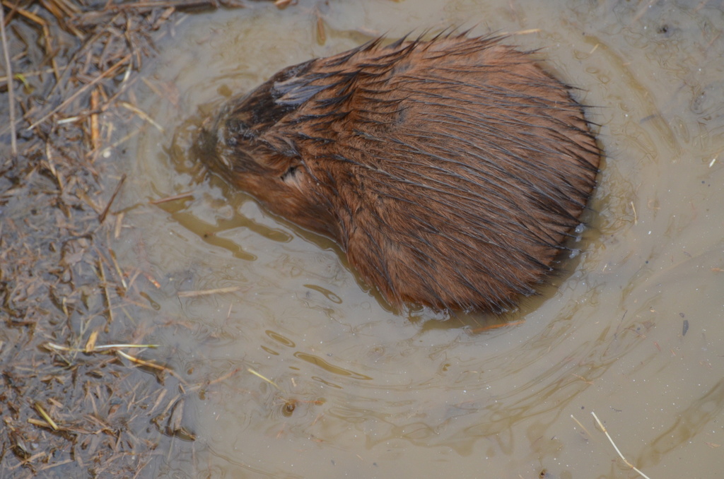 Muskrat from Woodbridge, VA, US on March 30, 2024 at 11:03 AM by tree ...