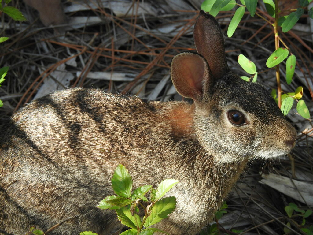 Eastern Cottontail from Corkscrew Swamp Sanctuary Boardwalk, Corkscrew ...