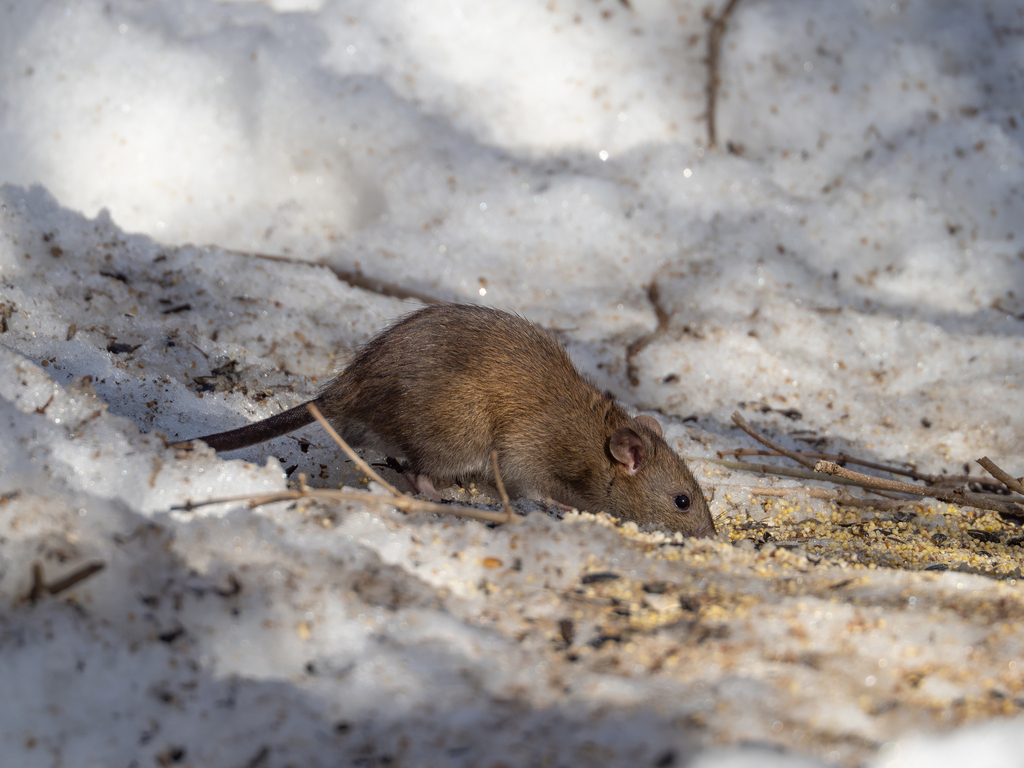 Brown Rat from Eastern Administrative Okrug, Moscow, Russia on March 20 ...