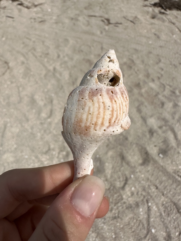 True Tulip from Tampa Bay, FL, US on March 30, 2024 at 11:15 AM by ...