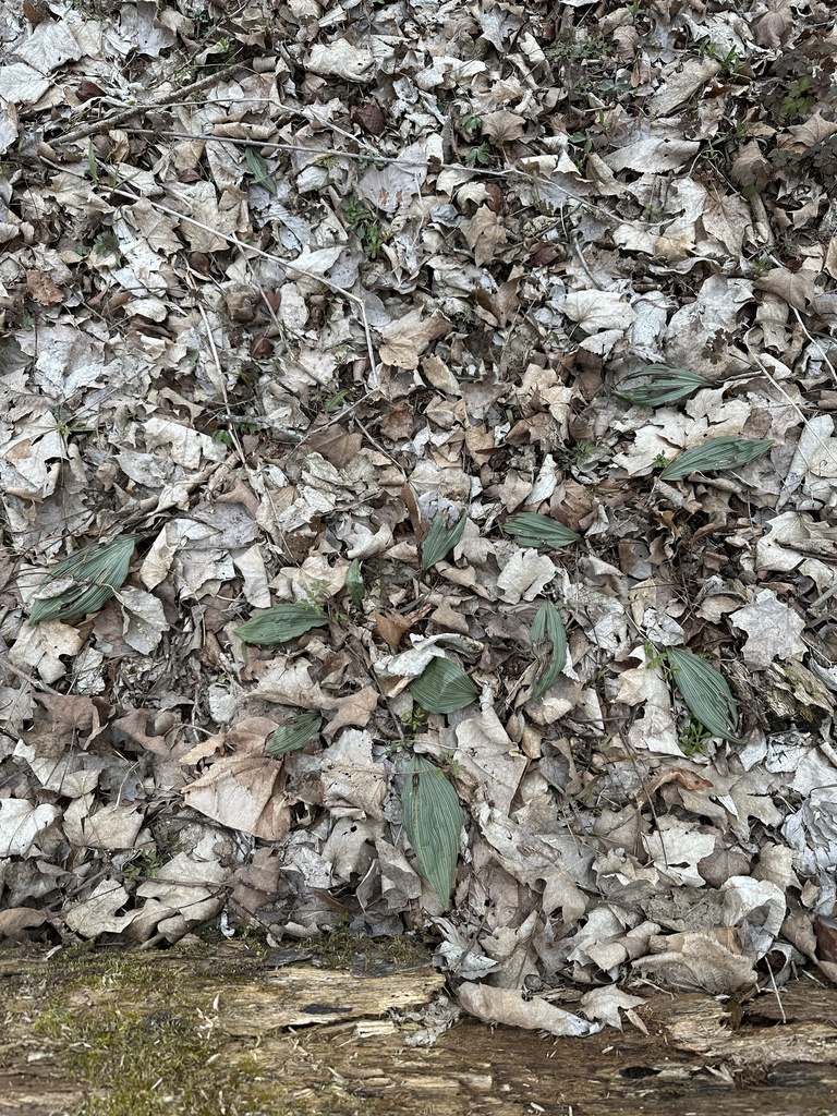 putty root in March 2024 by Ben Redding · iNaturalist