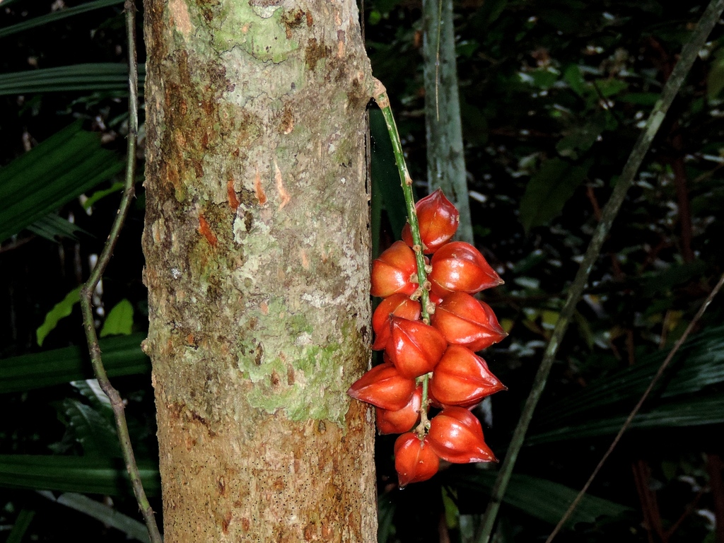 leaf-flower family (Phyllanthaceae) - Botanical Realm
