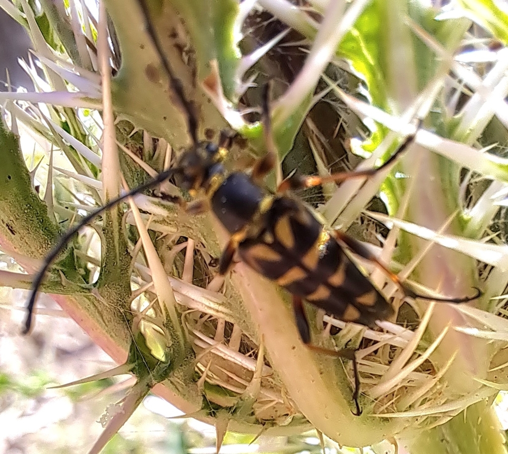 Zebra Longhorn Beetle from Acadia County, US-LA, US on March 30, 2024 ...