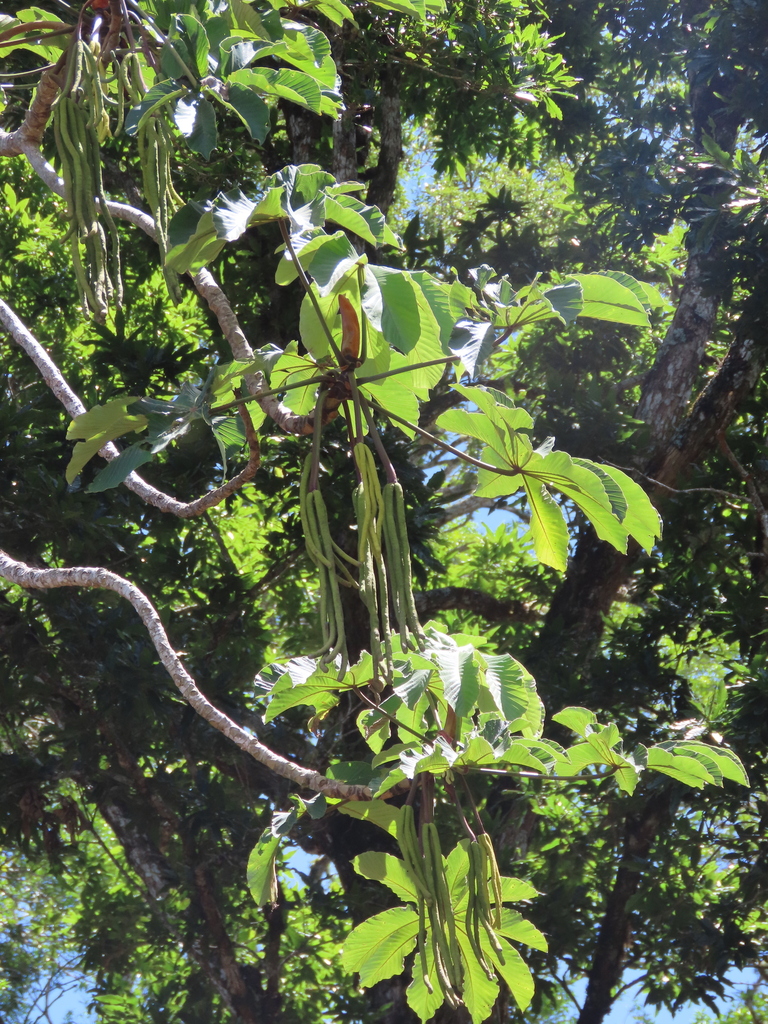 trumpet-tree from Jaramillo, Provincia de Chiriquí, Panamá on March 30 ...