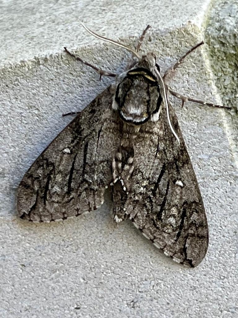 Waved Sphinx from West Blocton, AL, US on March 30, 2024 at 11:15 AM by ...