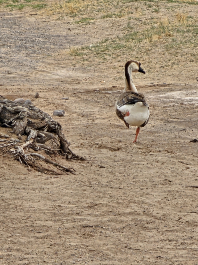 Domestic Swan Goose from El Paso County, US-TX, US on March 30, 2024 at ...